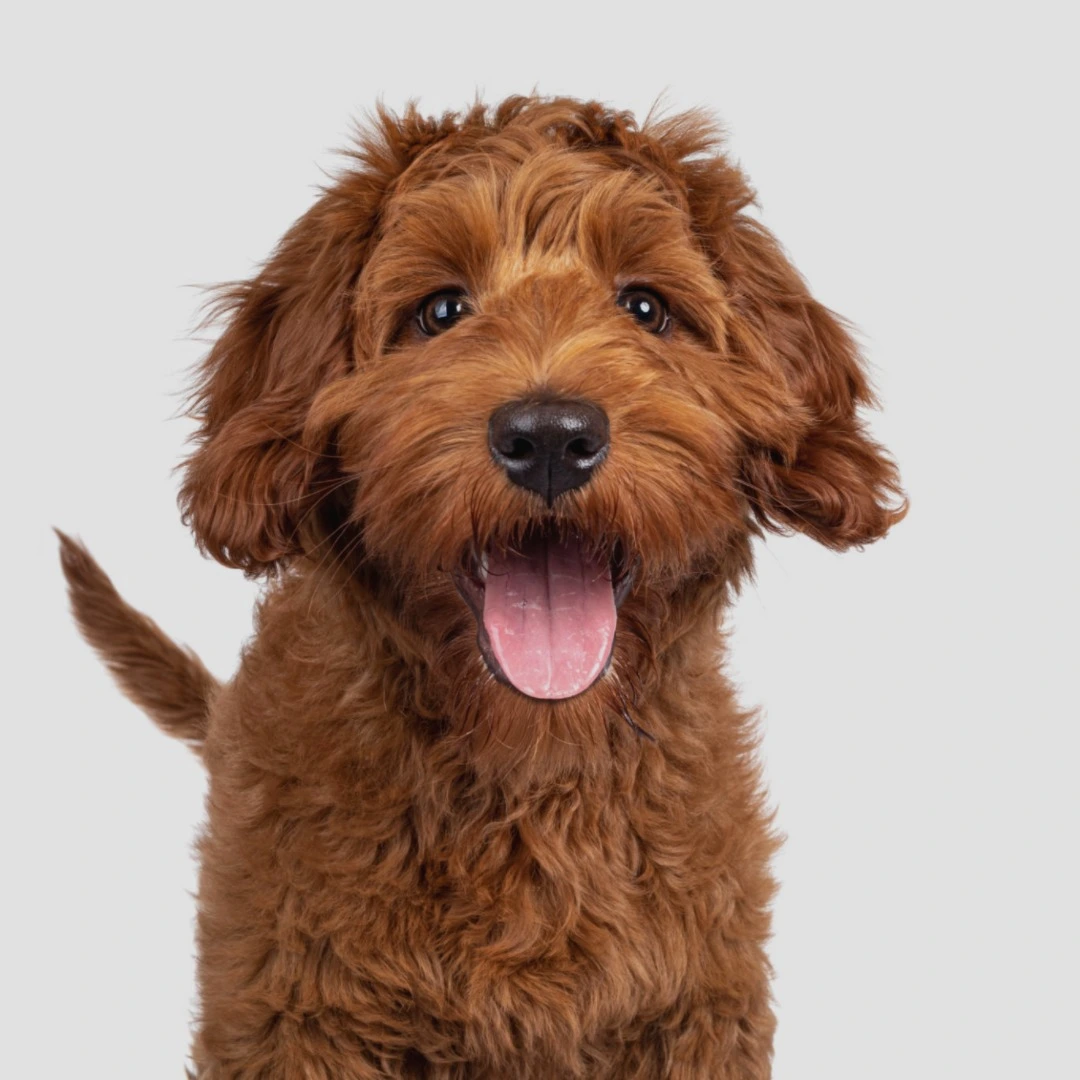 Seborrheic Dermatitis in Dogs: Causes, Symptoms, and Treatment ...
